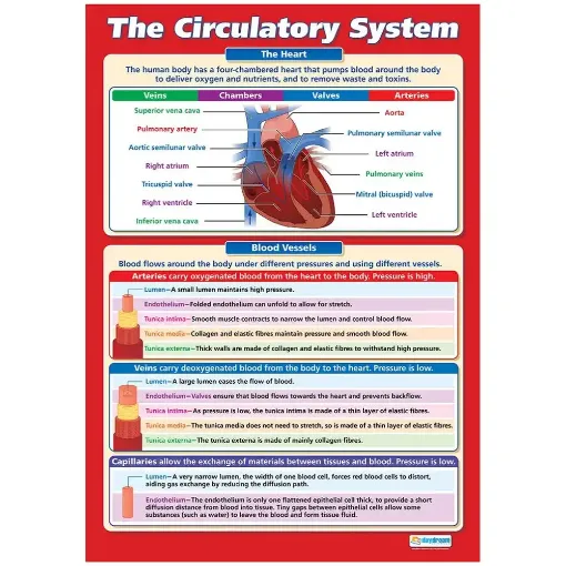 The Circulatory System Laminated Wallchart-SG Education